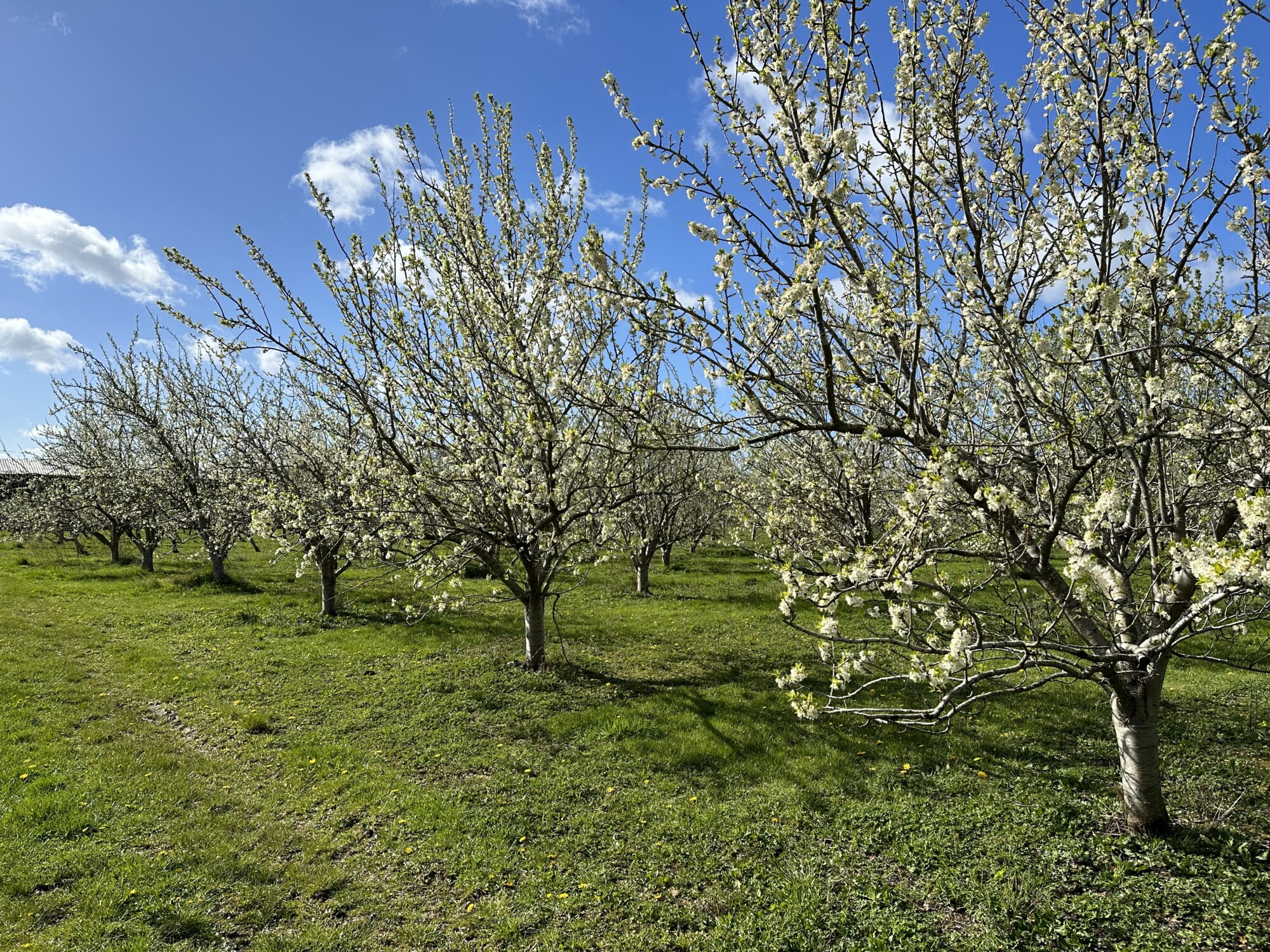 Funding Fruit Farms Across Cambridgeshire | Rural Asset