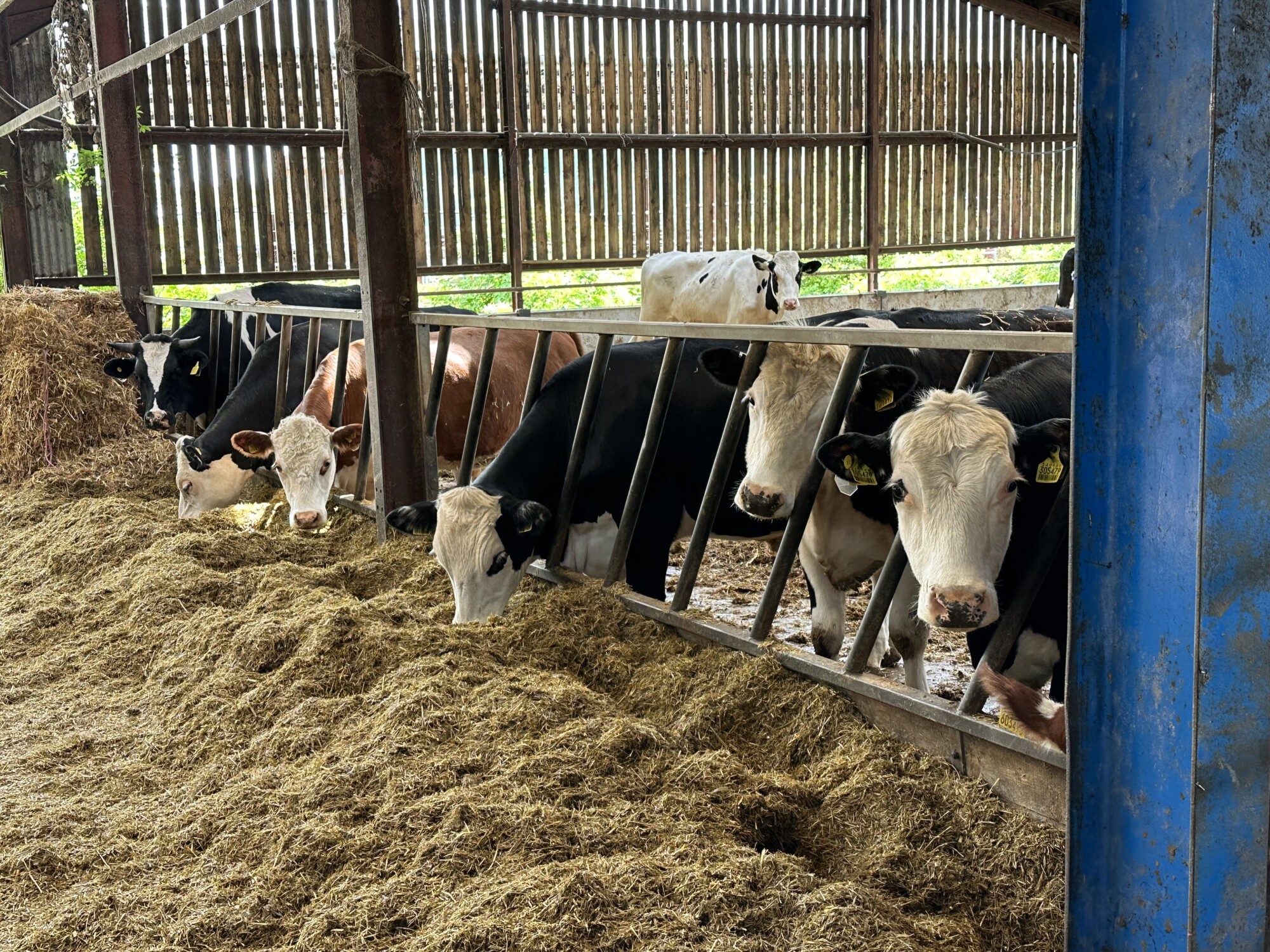Creating Happy Cows with a Happy Farm | Rural Asset Finance